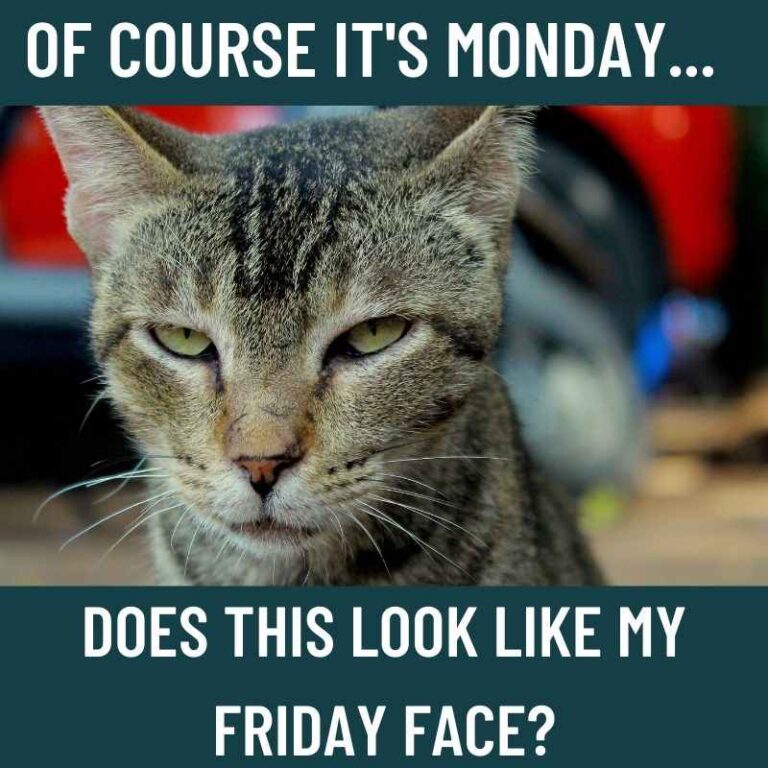 50 Best Monday Memes, Jokes 2024: Positive, Funny & Happy