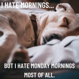50 Best Monday Memes, Jokes 2024: Positive, Funny & Happy